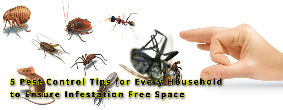 5 Pest Control Tips for Every Household to Ensure Infestation Free Space